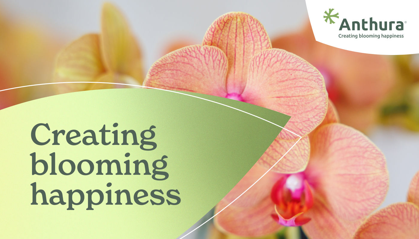 Anthurium Cut Flowers | Anthura